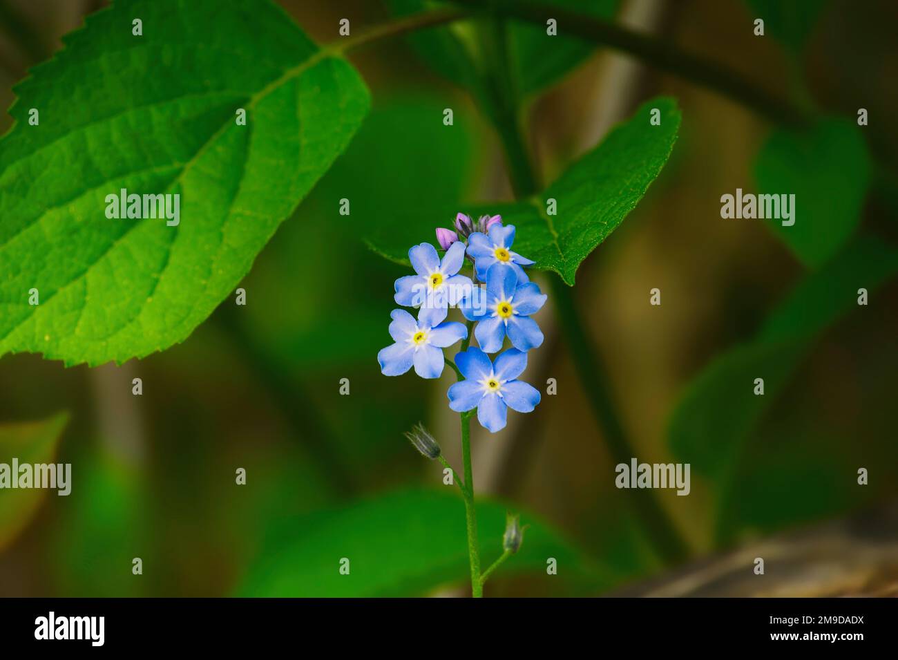 Myosotis alpestris - beautiful small blue flowers known as Forget Me ...