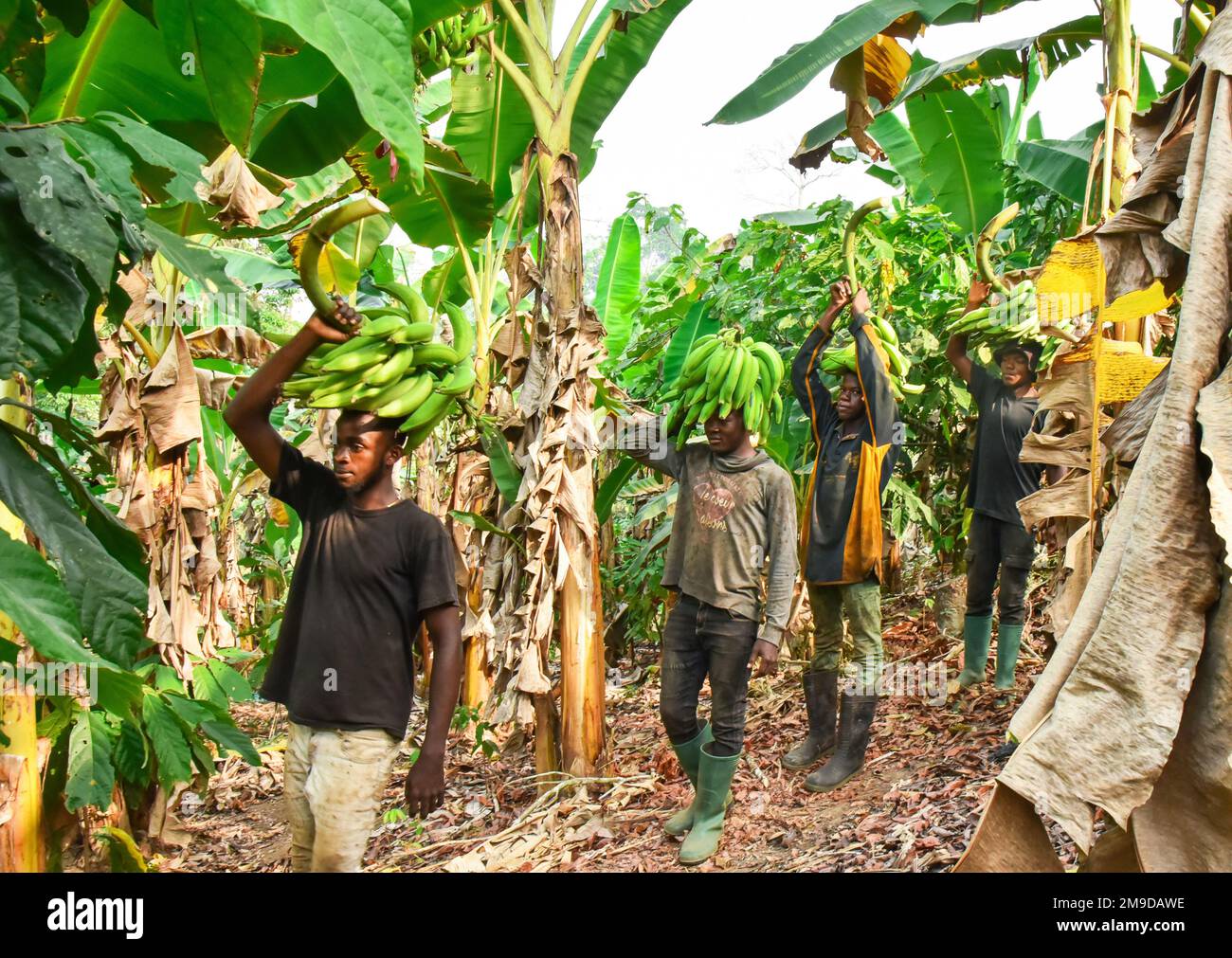 Yaounde, Cameroon. 14th Jan, 2023. People transport harvested plantains ...