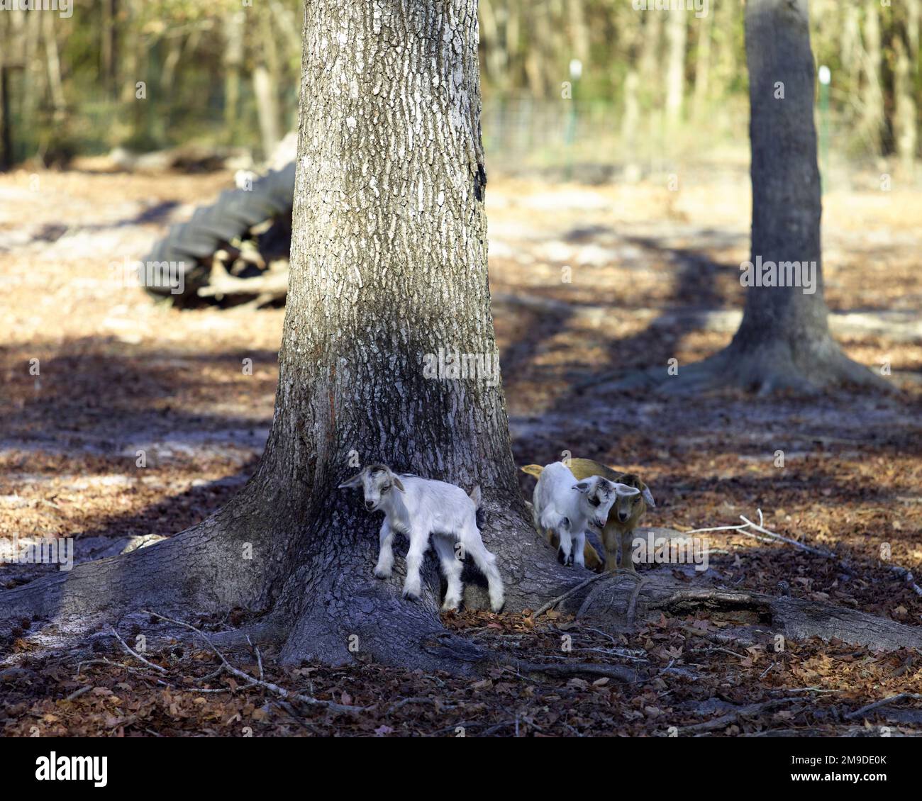 Several small baby goats playing together in a farm pasture Stock Photo ...