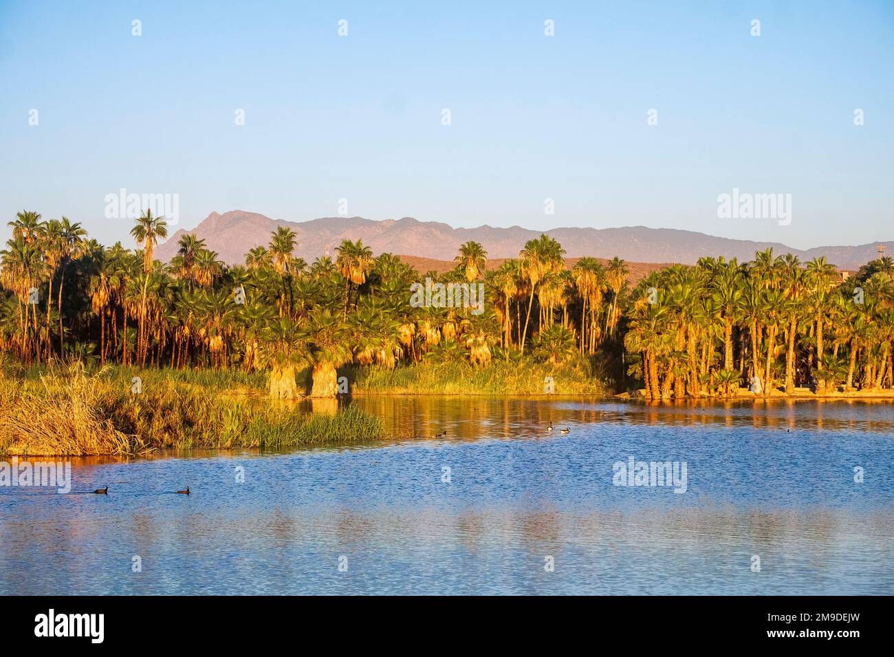 Todos Santos, Baja California, Mexico, palm trees and a small lagoon ...