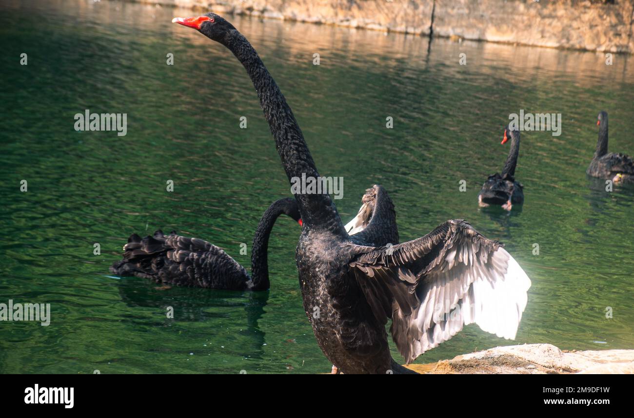 A selective of black swan (Cygnus atratus) in a lake Stock Photo - Alamy