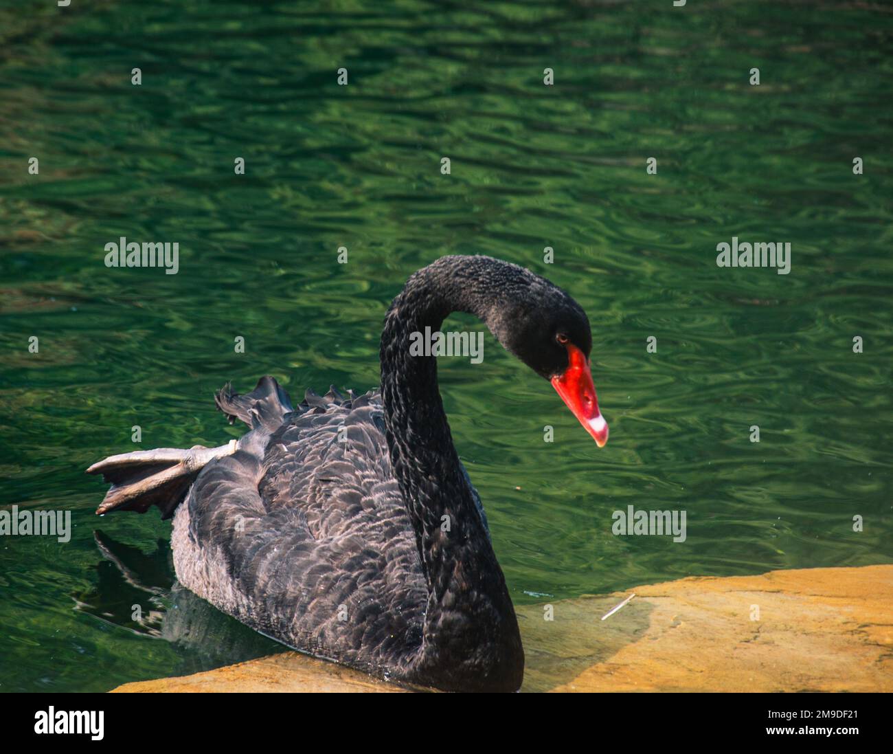 A selective of black swan (Cygnus atratus) in a lake Stock Photo - Alamy