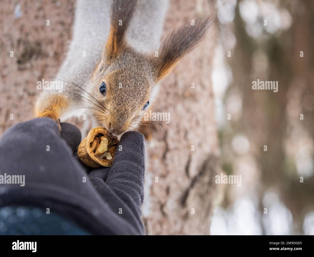 Squirrel in the winter eating nuts from a man's hand. Caring for ...