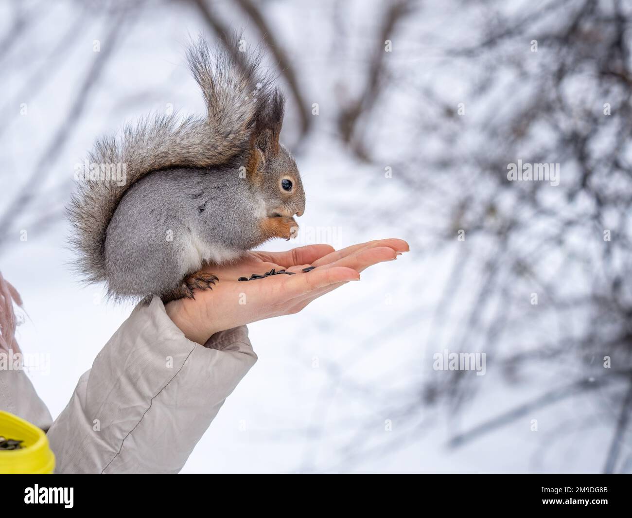 Girl feeds a squirrel with nuts at winter. Squirrel eats nuts from the ...