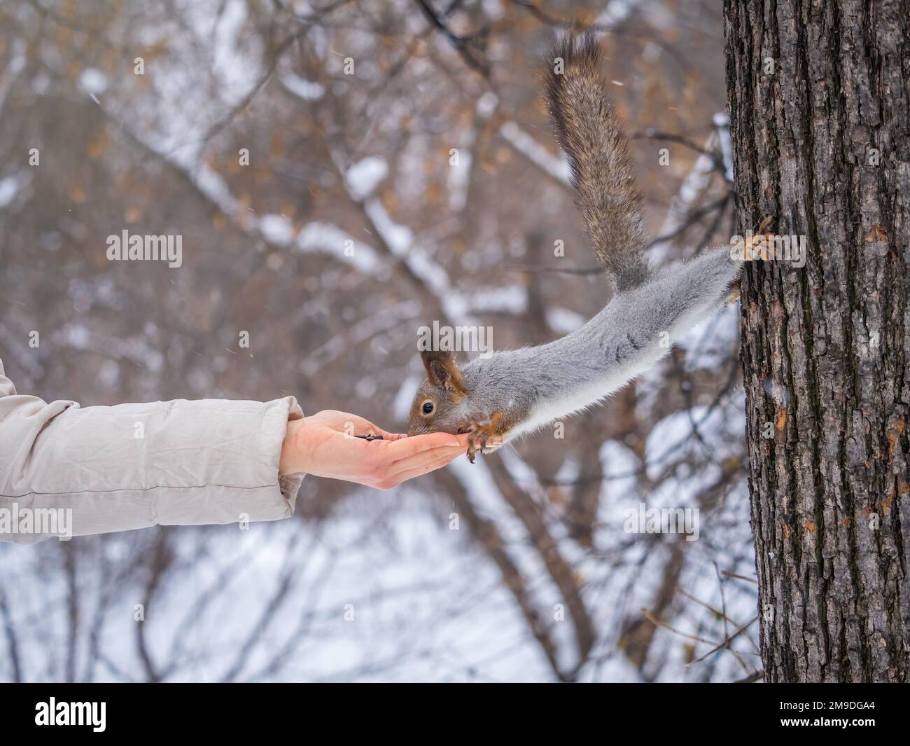 Girl feeds a squirrel with nuts at winter. Squirrel eats nuts from the ...