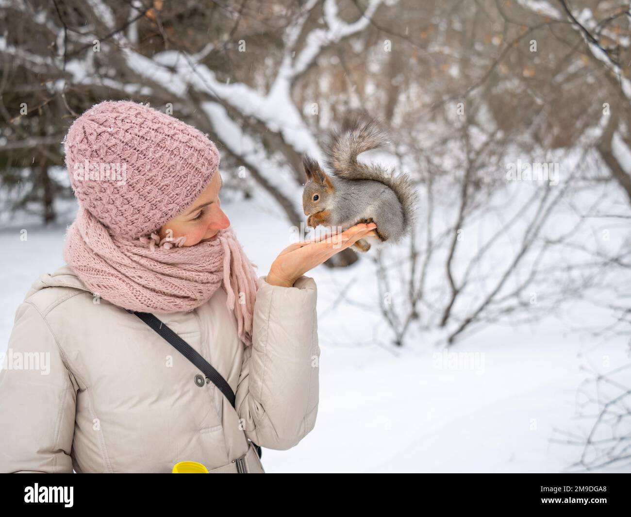 Girl feeds a squirrel with nuts at winter. Squirrel eats nuts from the ...