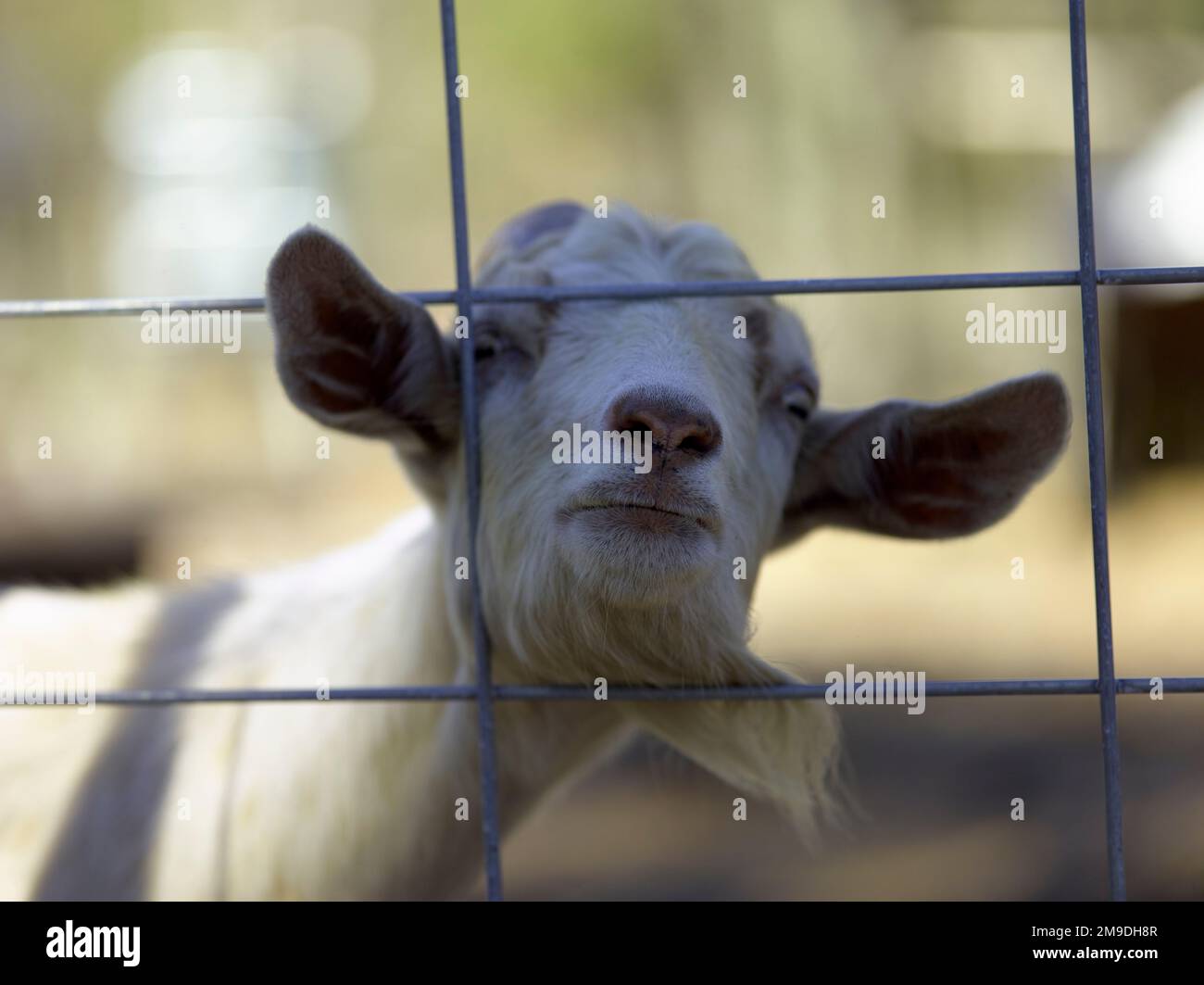 A adult goat sticking its nose through a farm gate Stock Photo - Alamy