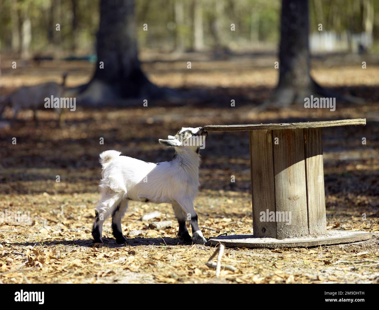 A small baby white goat playing on a farm Stock Photo - Alamy