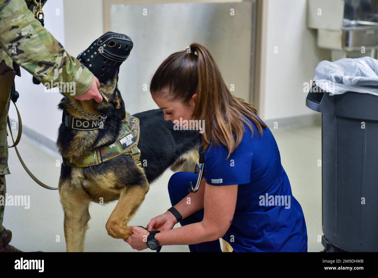 Capt. Heather Weaver, Fort Bragg veterinarian, examines a military ...