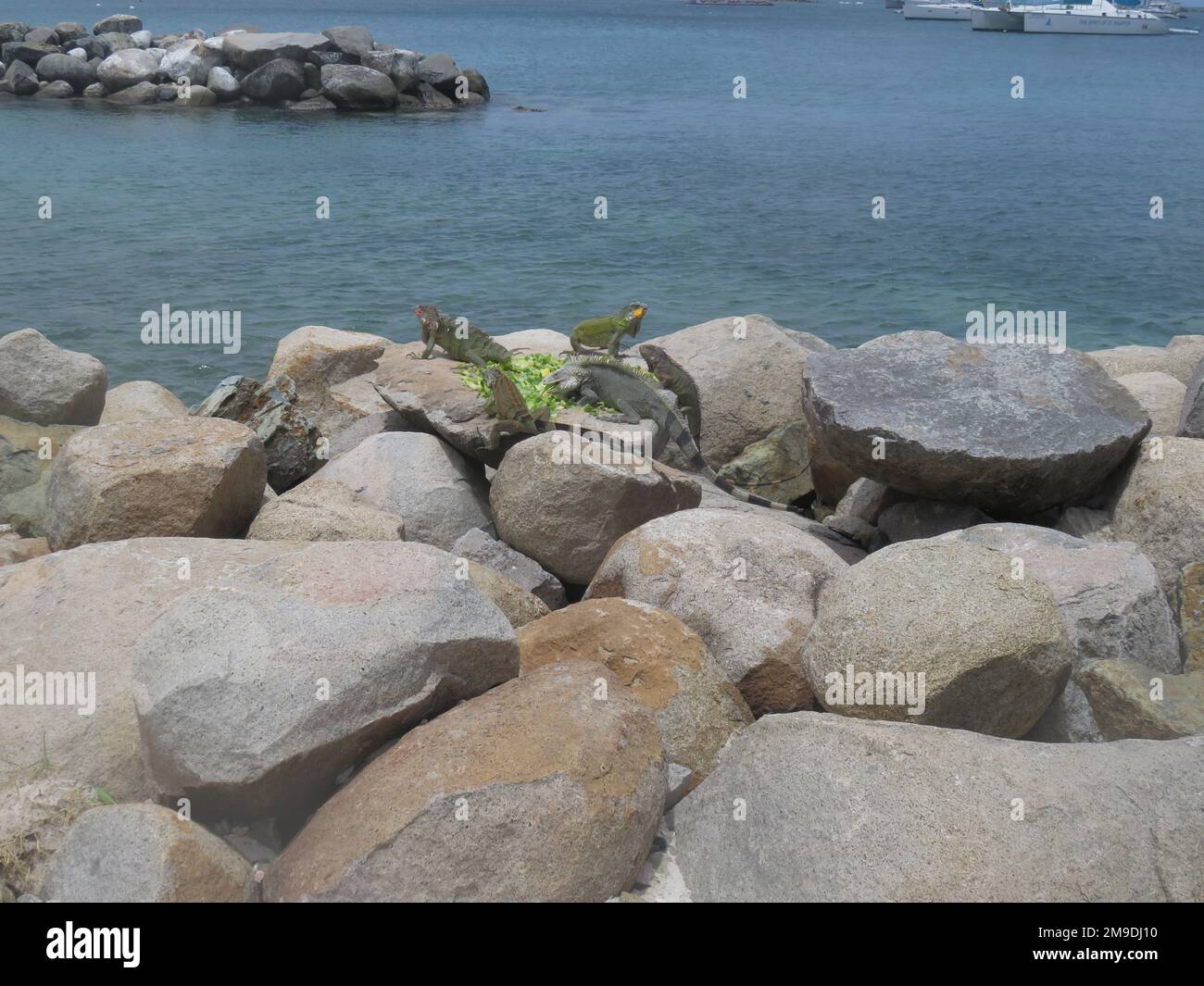 Caribbean, Saint Maartin, St. Martin (Dutch Side) beaches and Iguanas ...