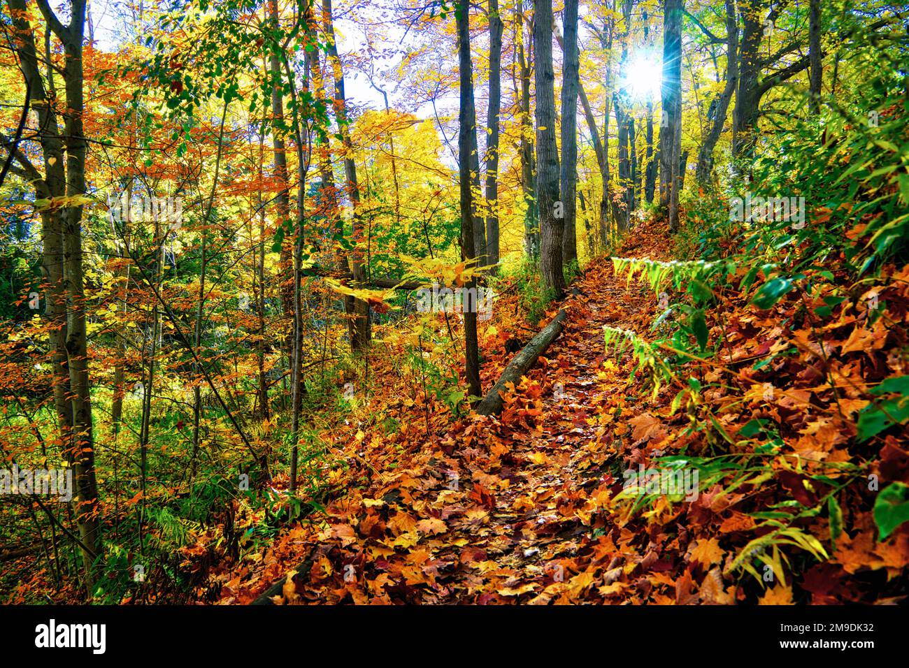 Lens flare in the forest with autumn leaf color Stock Photo - Alamy