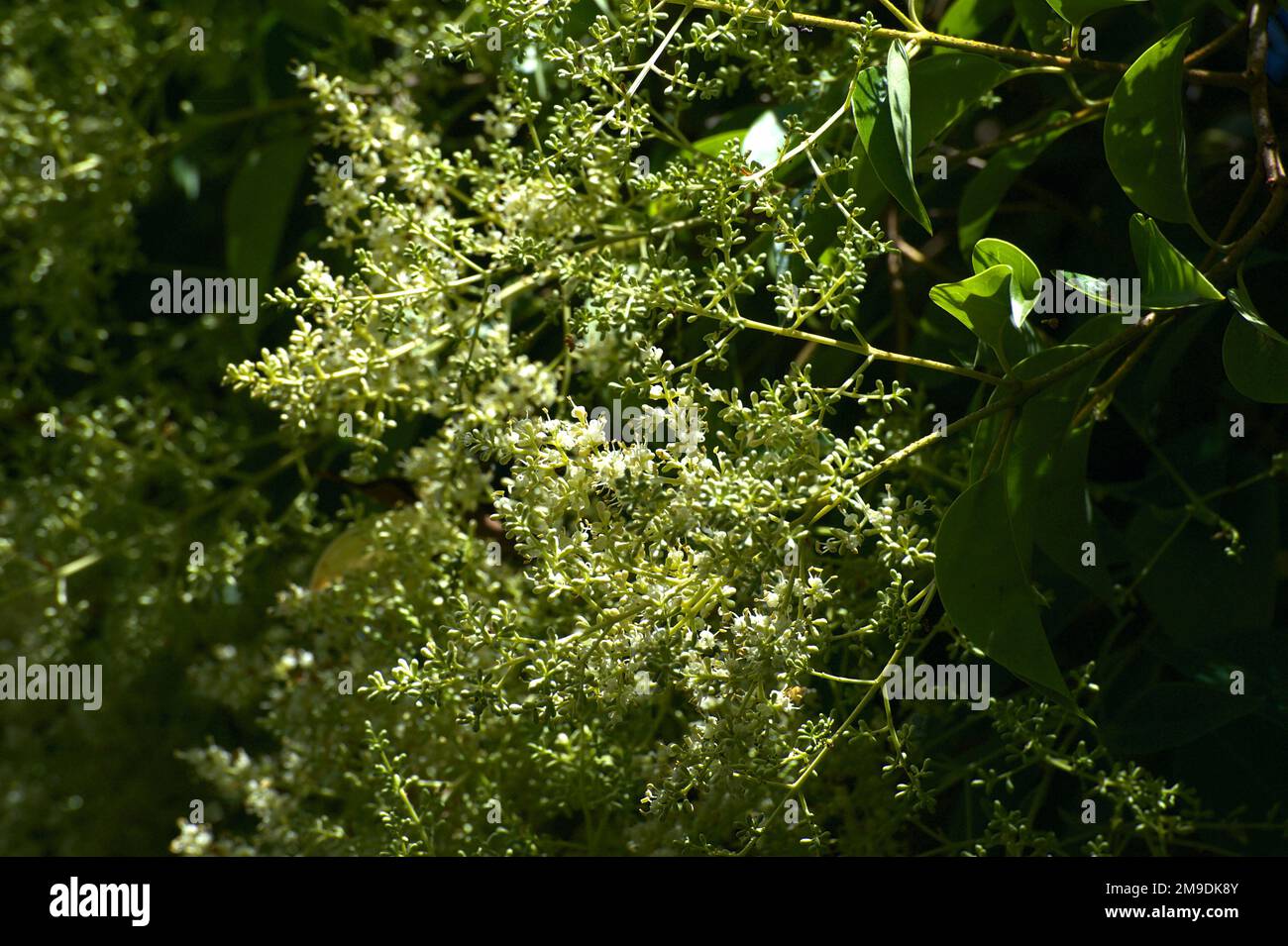 Elderberry trees (Sambucus Nigra) are European and not native to ...