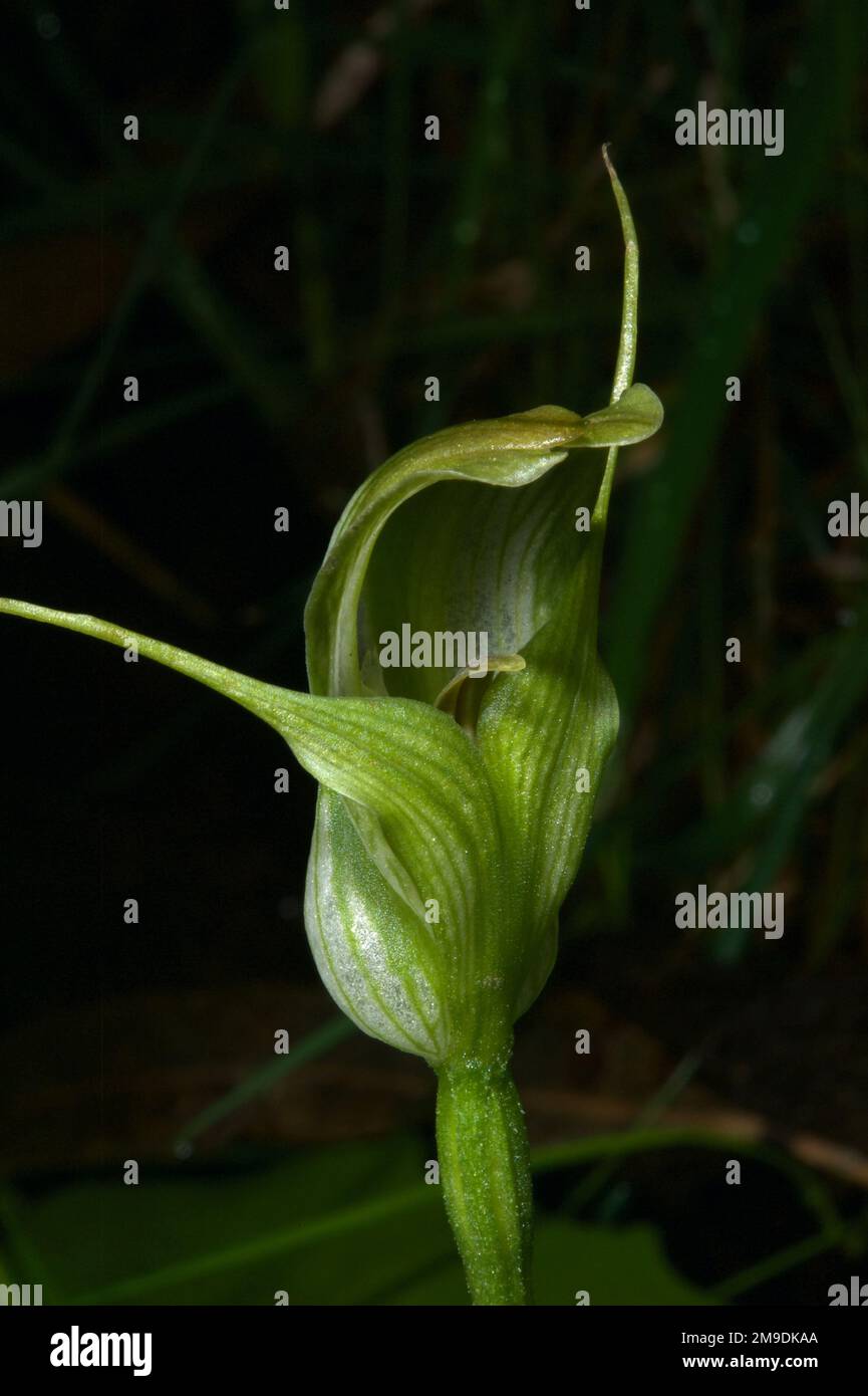 Cobra Greenhood Orchids (Pterostylis Grandiflora) are also known as ...