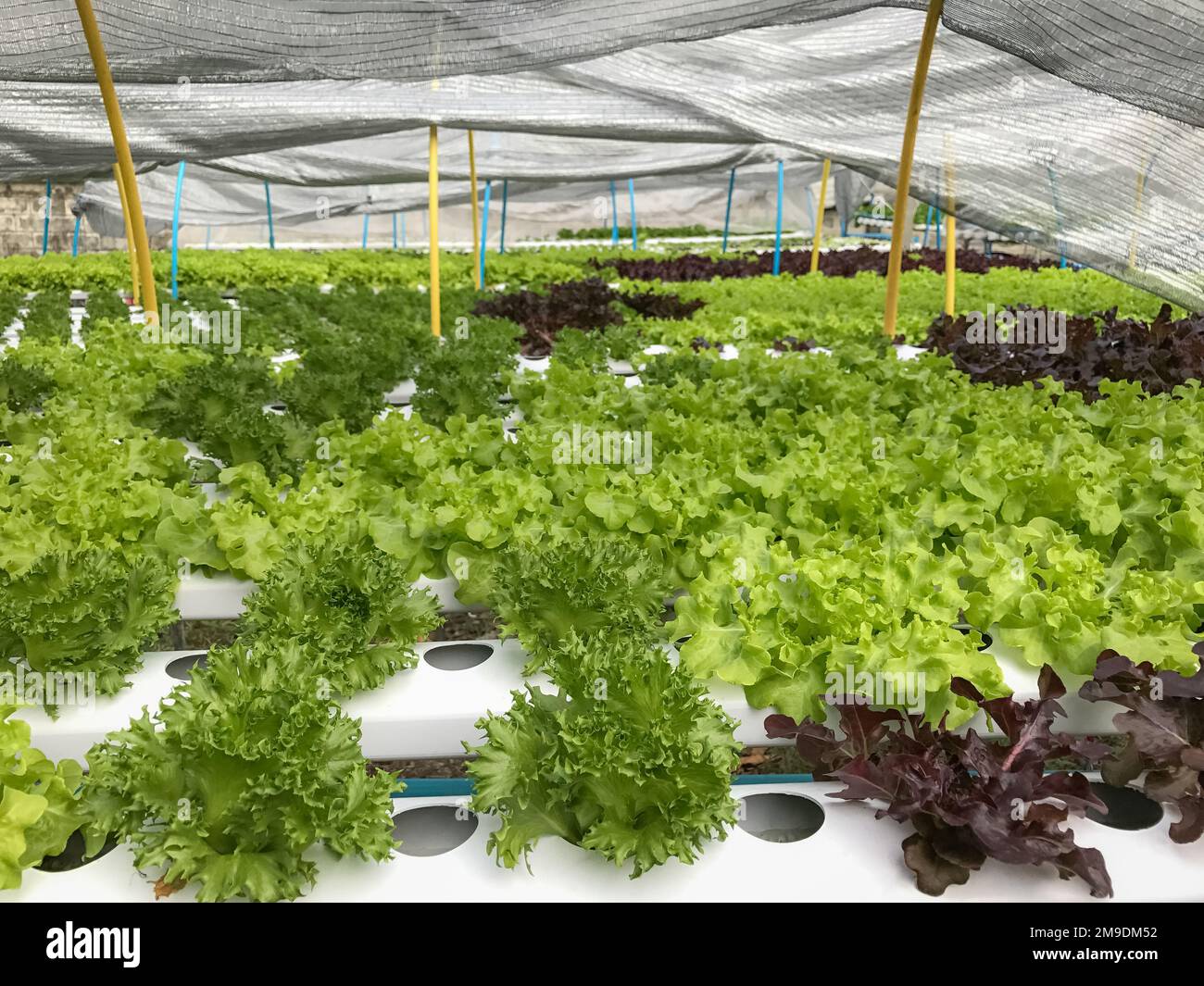 Hydroponics Organic vegetables Farms in Thailand Stock Photo - Alamy