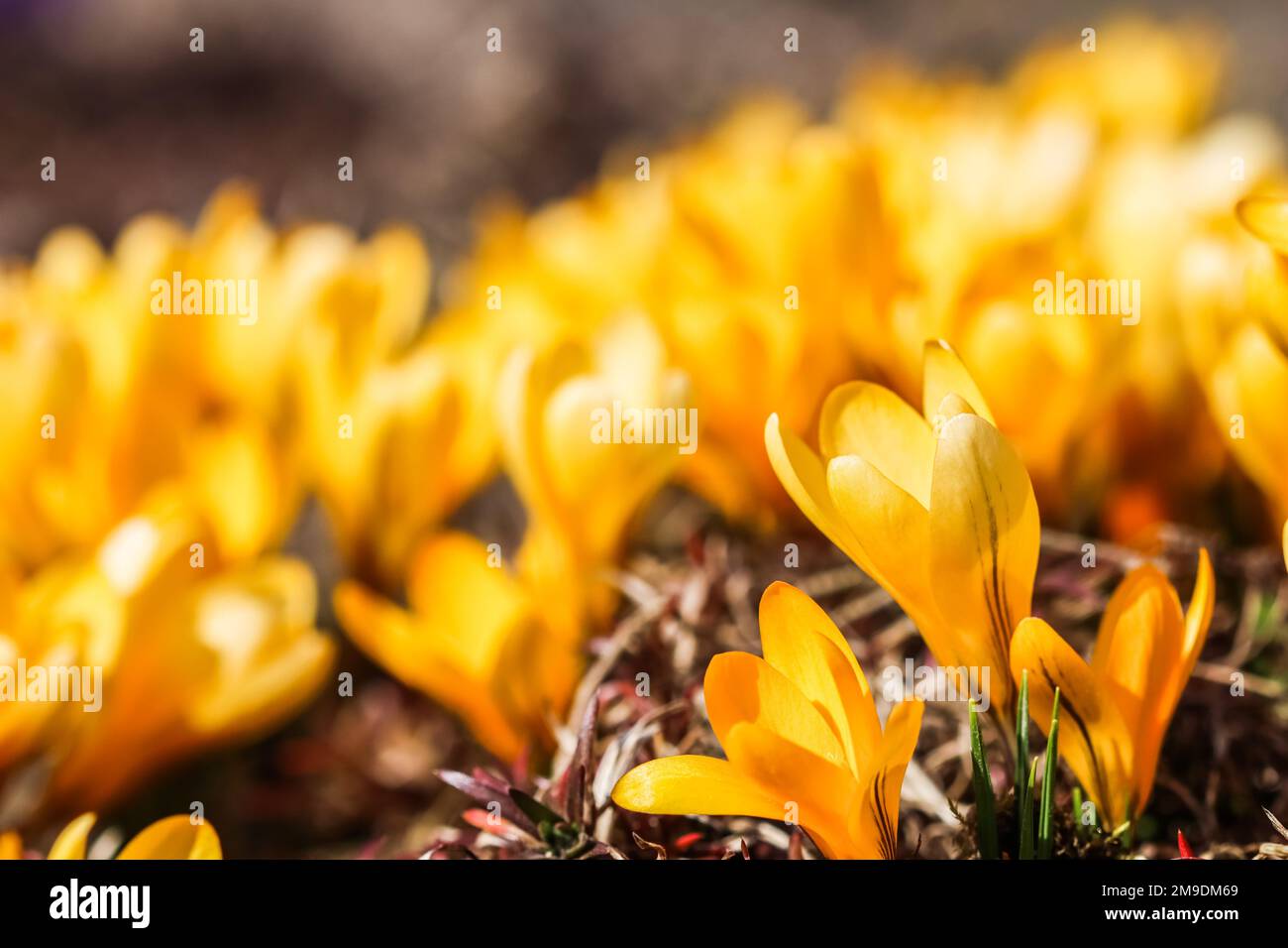 Abstract floral background, yellow crocus flower petals. Macro flowers ...