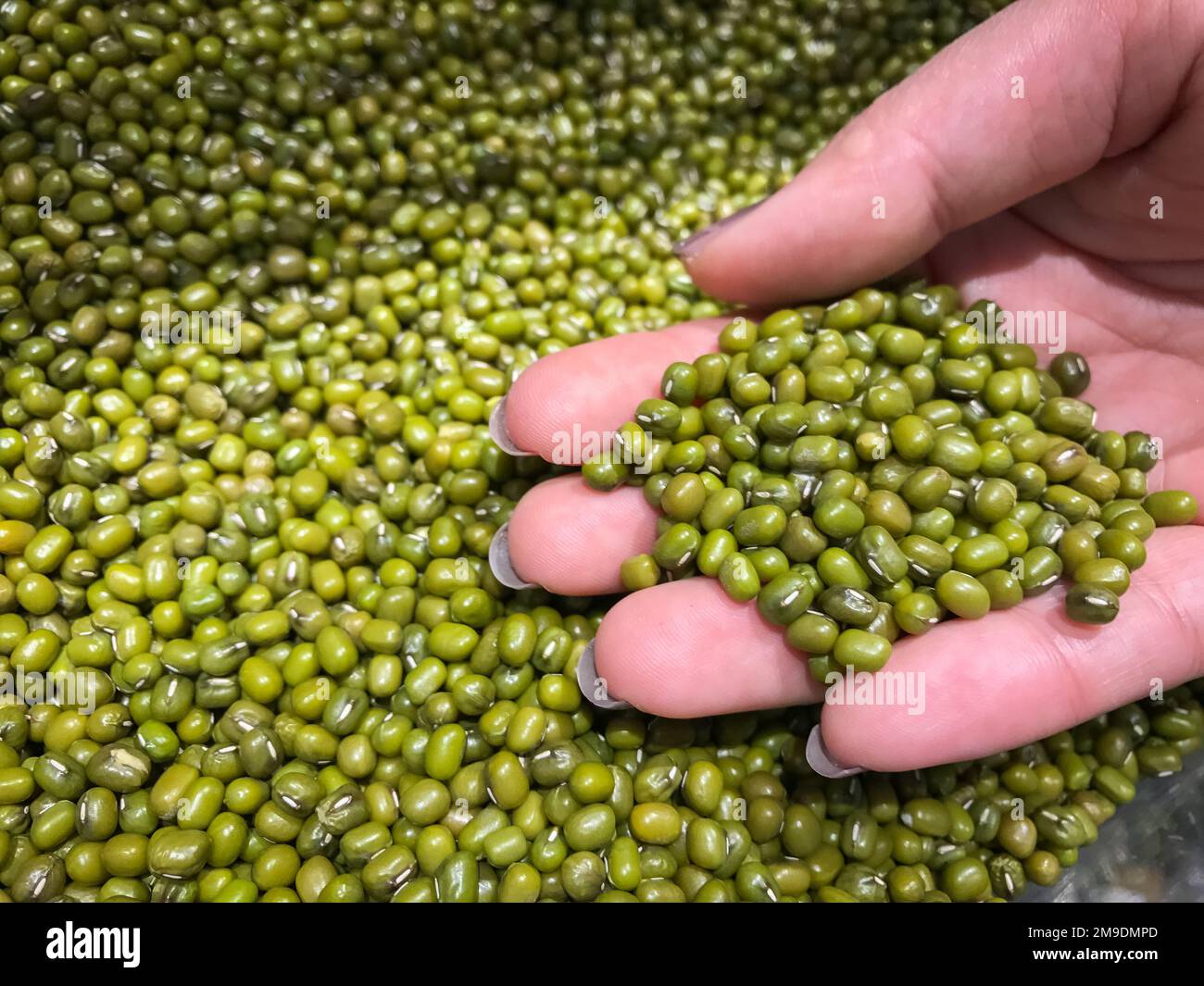Hand holding green pea pod hi-res stock photography and images - Alamy