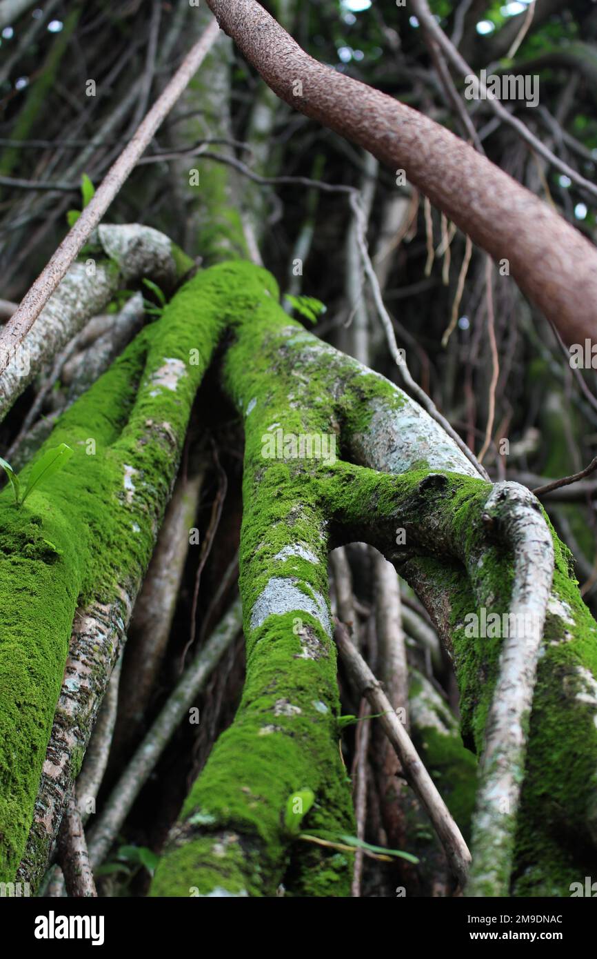 Old tree stump exposed roots hi-res stock photography and images - Alamy