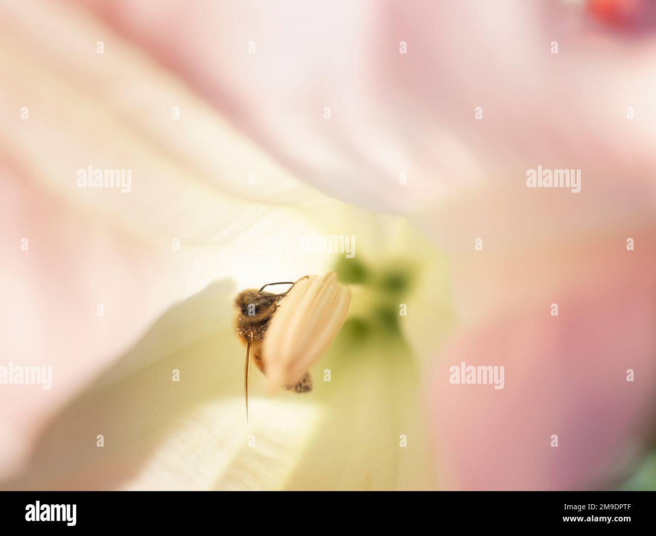Honey bee colleting pollen from a pink flower stamen Stock Photo - Alamy
