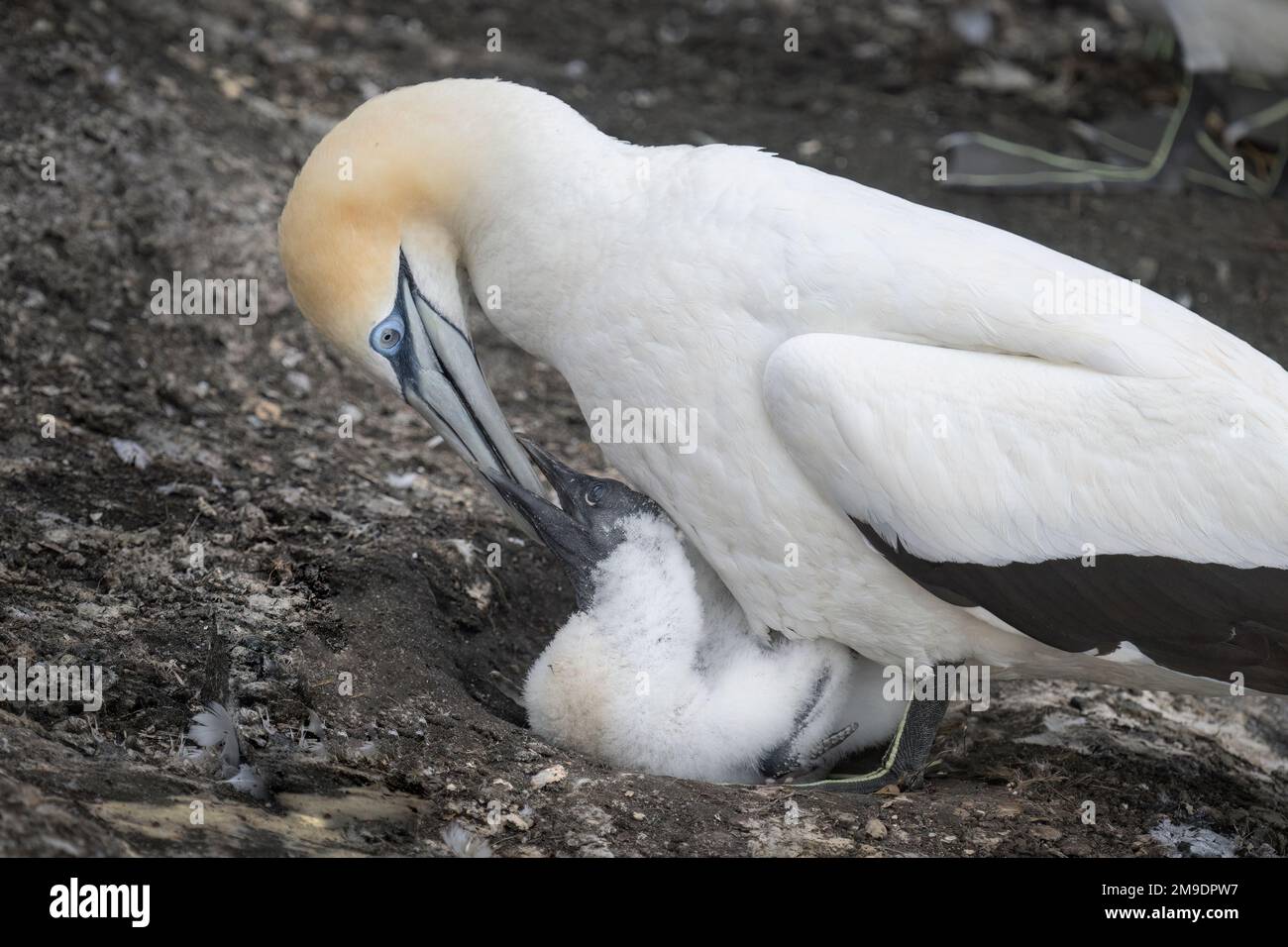 Gannet mother feeding her chick at Muriwai gannet Colony, Auckland ...