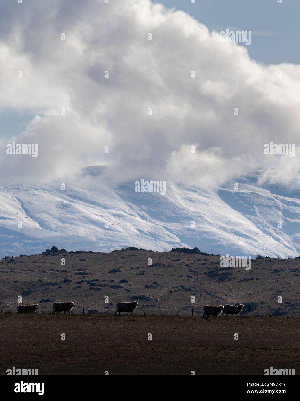 Sheep grazing on the hill, snow-capped Kakanui range in the distance ...