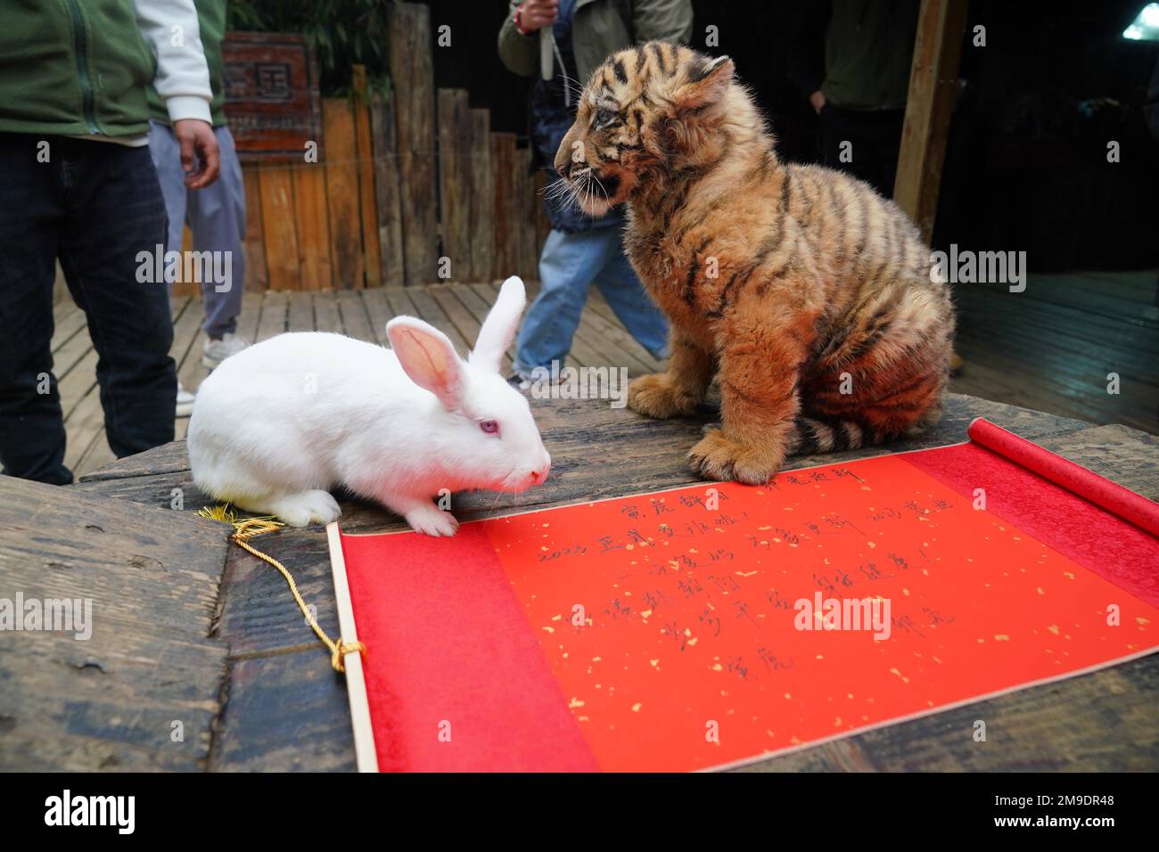 **CHINESE MAINLAND, HONG KONG, MACAU AND TAIWAN OUT** The little rabbit ...
