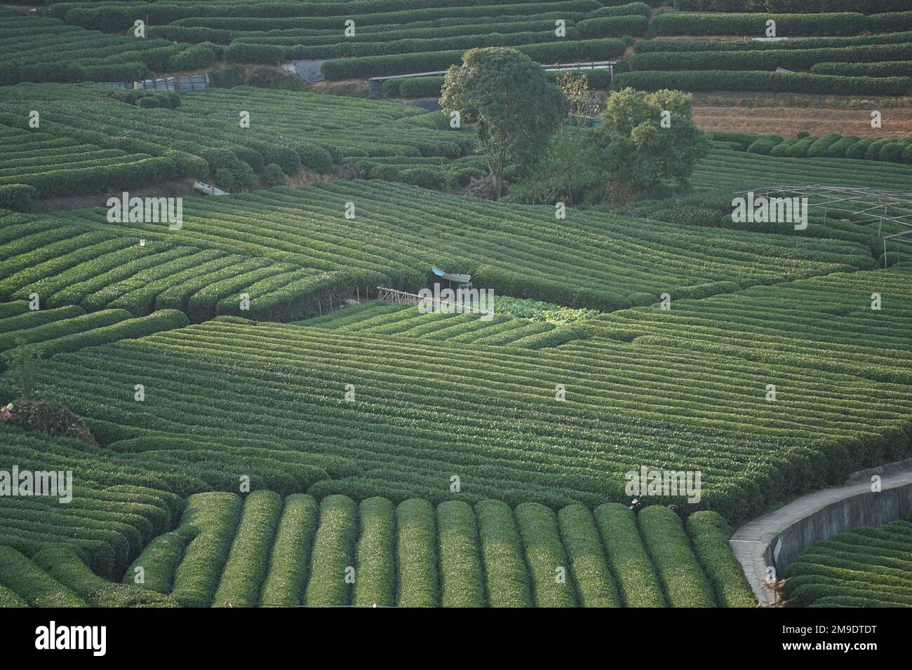 An aerial view of tea fields in Hangzhou on the mountain slopes, in ...