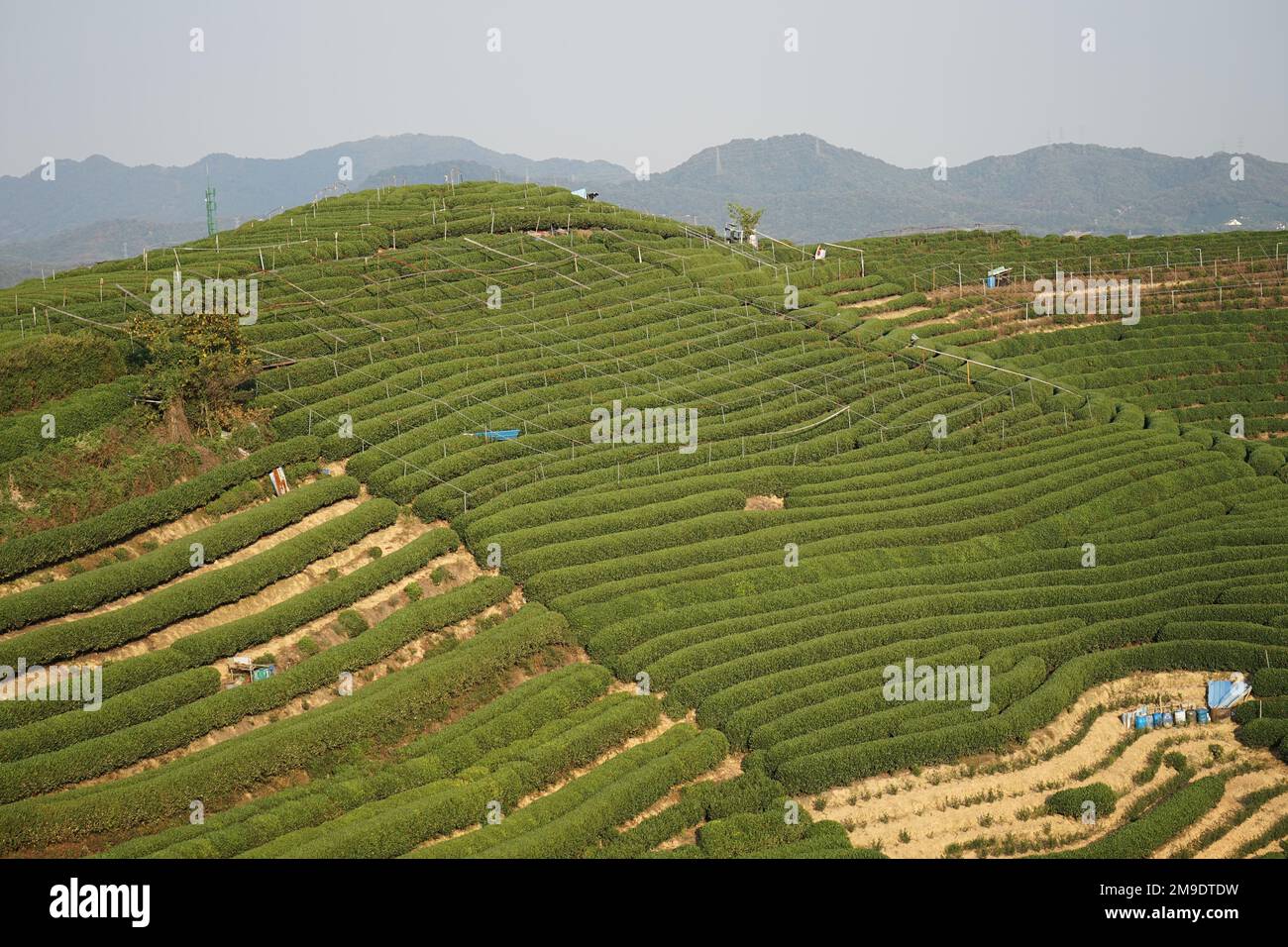 An aerial view of tea fields in Hangzhou on the mountain slopes, with ...