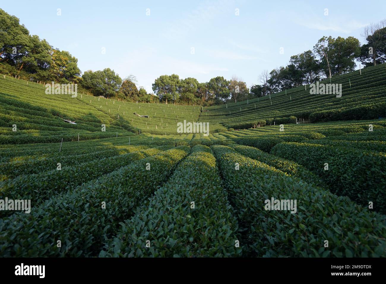 The tea fields in Hangzhou on the mountain slopes, in China Stock Photo ...