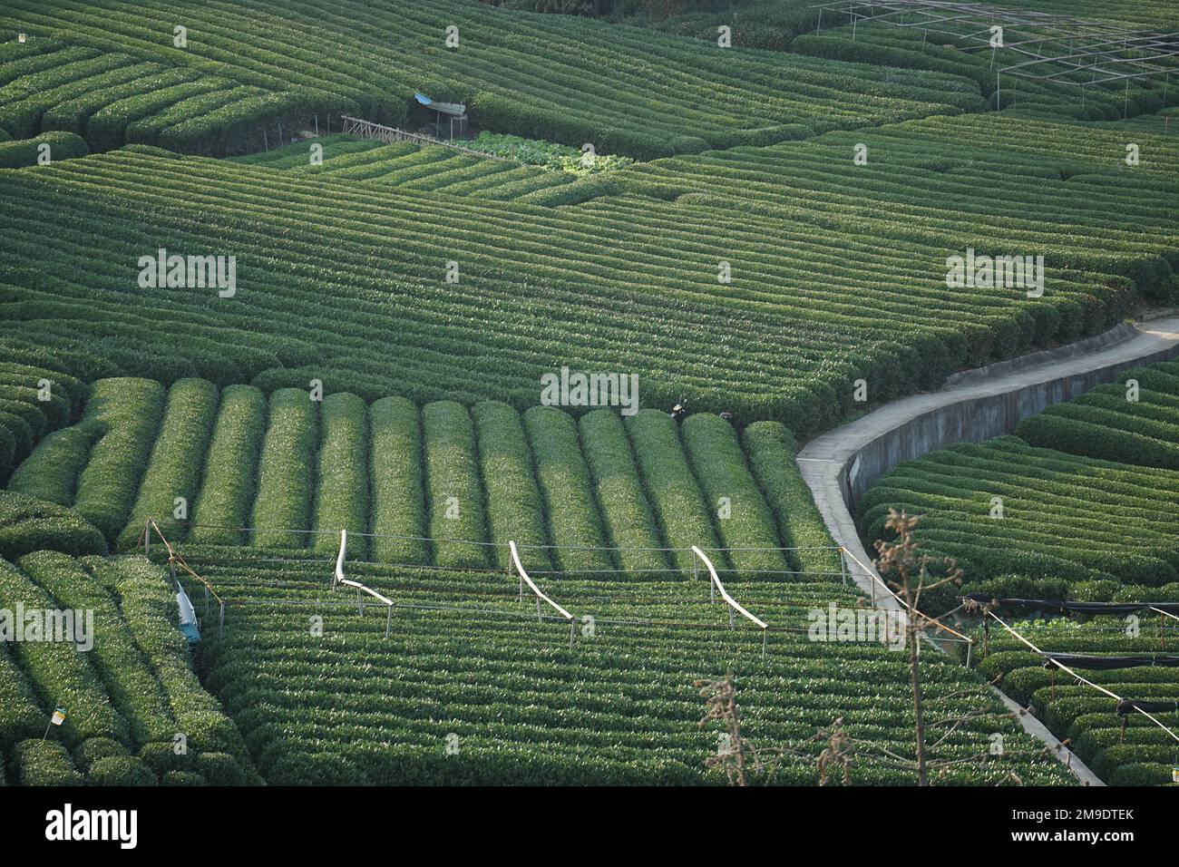 An aerial view of tea fields in Hangzhou on the mountain slopes, in ...