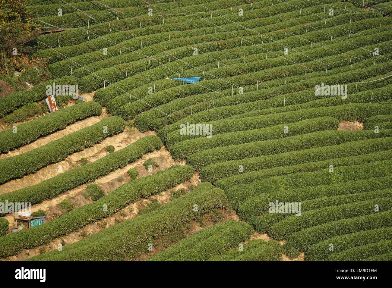 An aerial view of tea fields in Hangzhou on the mountain slopes, with ...