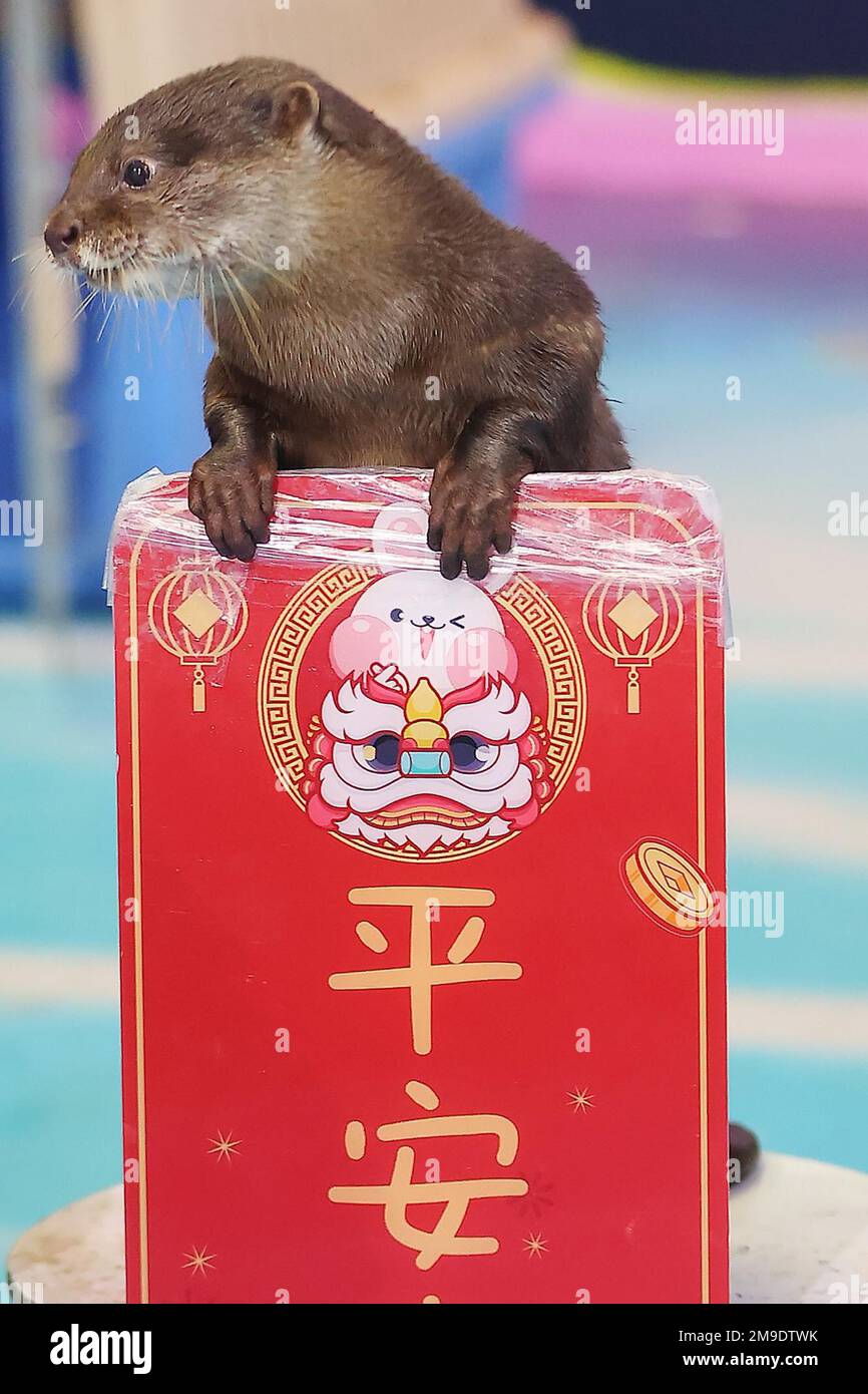 **CHINESE MAINLAND, HONG KONG, MACAU AND TAIWAN OUT** An otter ...