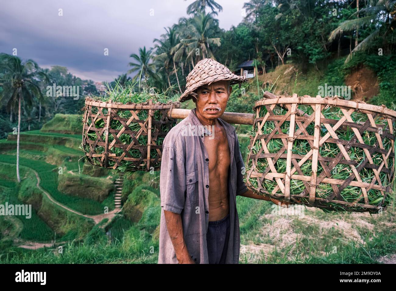 Horizontal portrait of South Asian Balinese Senior Men wearing ...