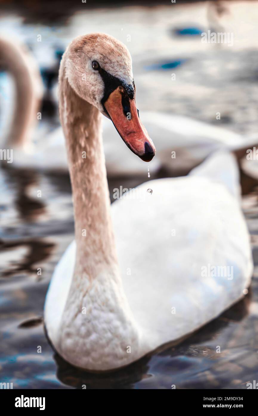 A vertical closeup of a white swan on the water Stock Photo - Alamy