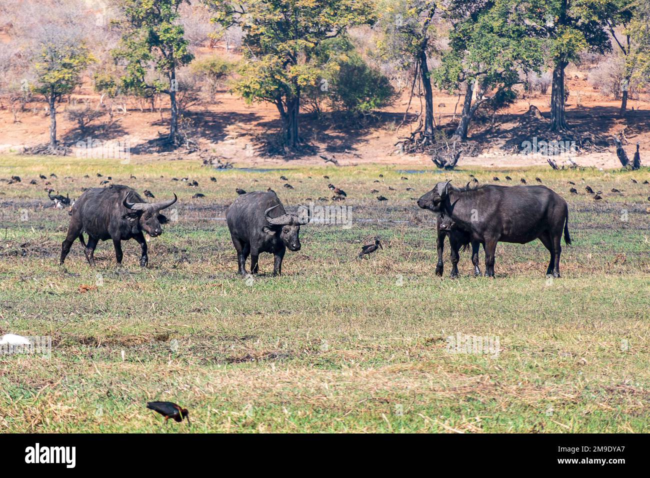 Buffalo grazing in a savannah in Chobe National Park. Botswana Stock ...
