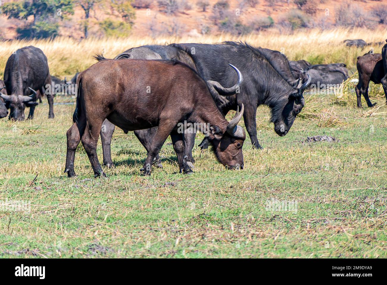Buffalo grazing in a savannah in Chobe National Park. Botswana Stock ...