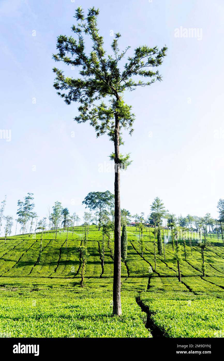 Wayanad tea plantations hi-res stock photography and images - Alamy