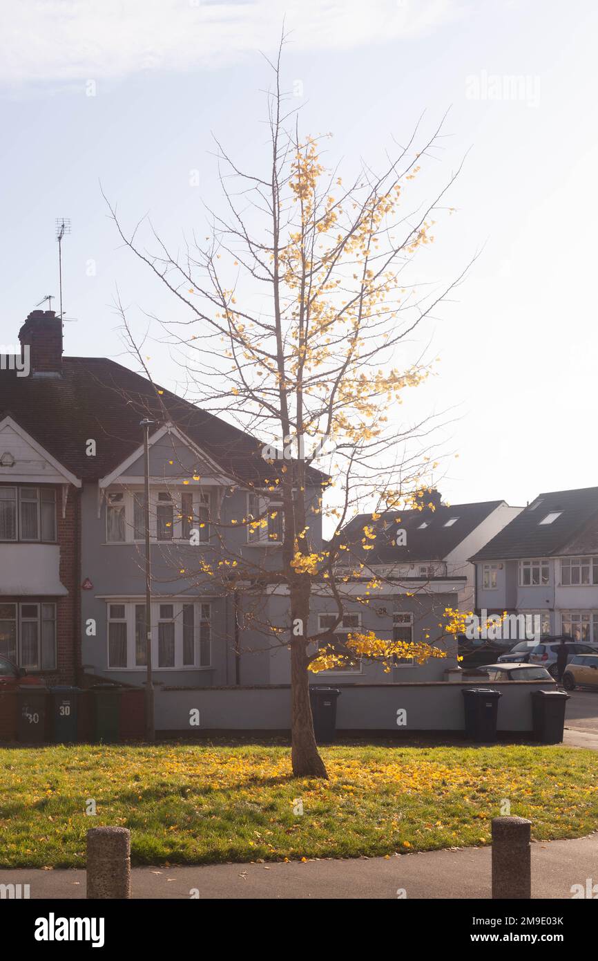 Leafless pine tree, Edgware, England, UK Stock Photo - Alamy