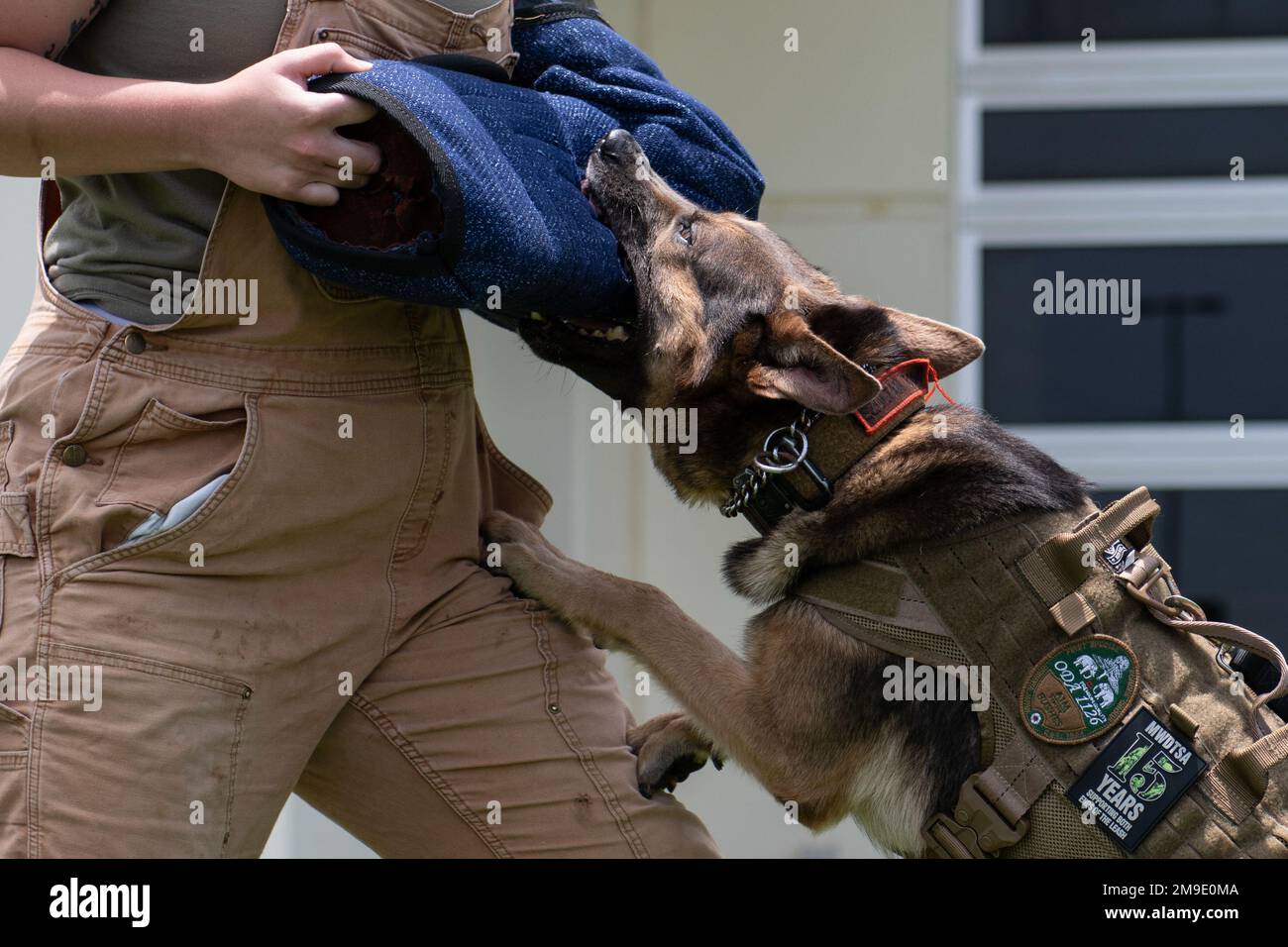 Narcotics and explosives detection hi-res stock photography and images ...