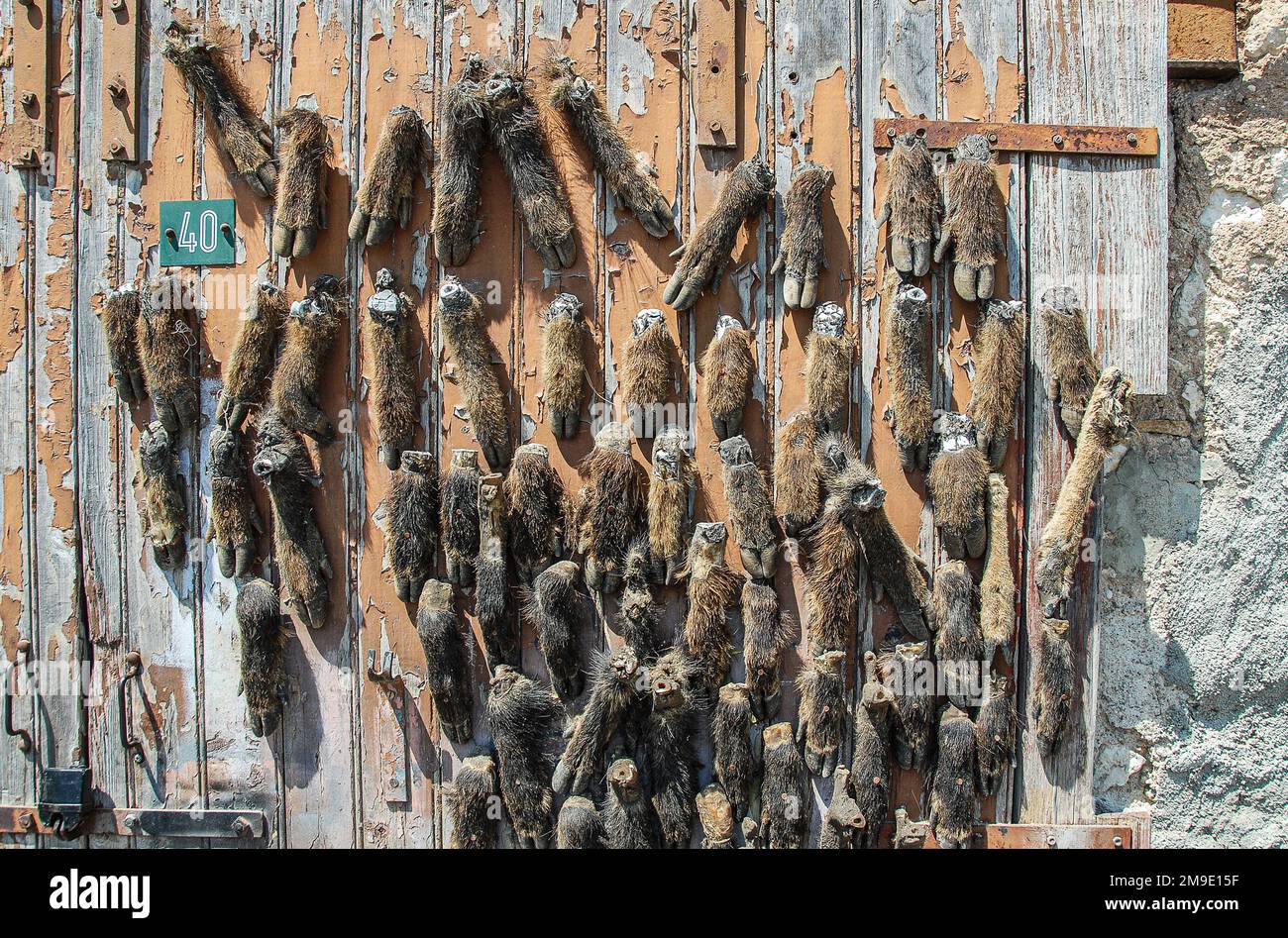 Wild boar hunting france hi-res stock photography and images - Alamy