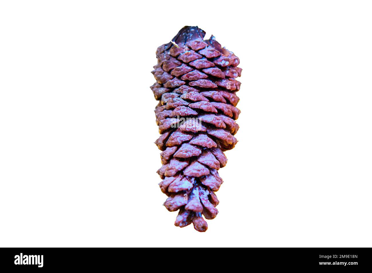Spruce cone hanging as a decoration, isolated on a white background ...