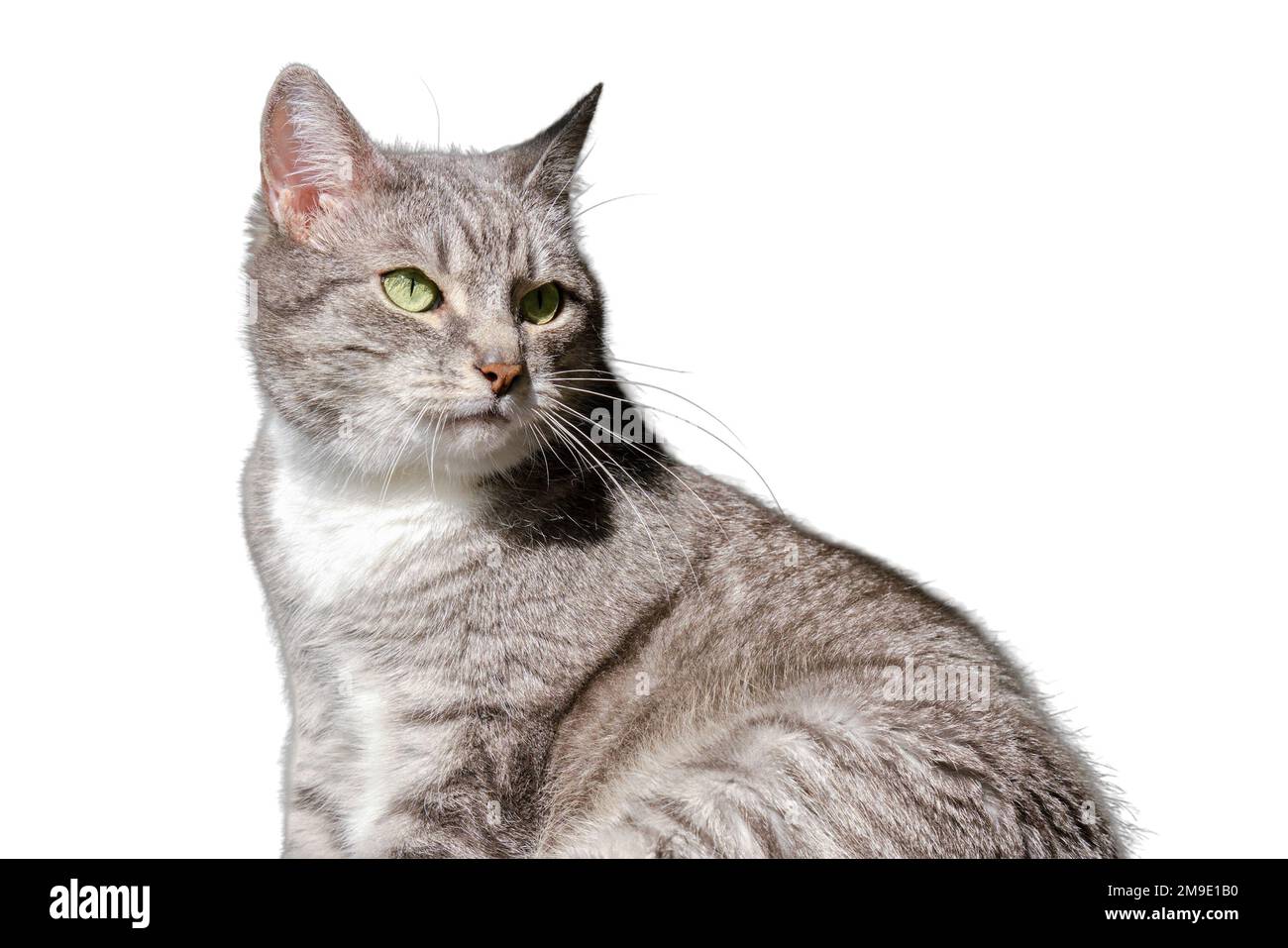 Grey cat portrait in the light of a window against a white wall, copy ...