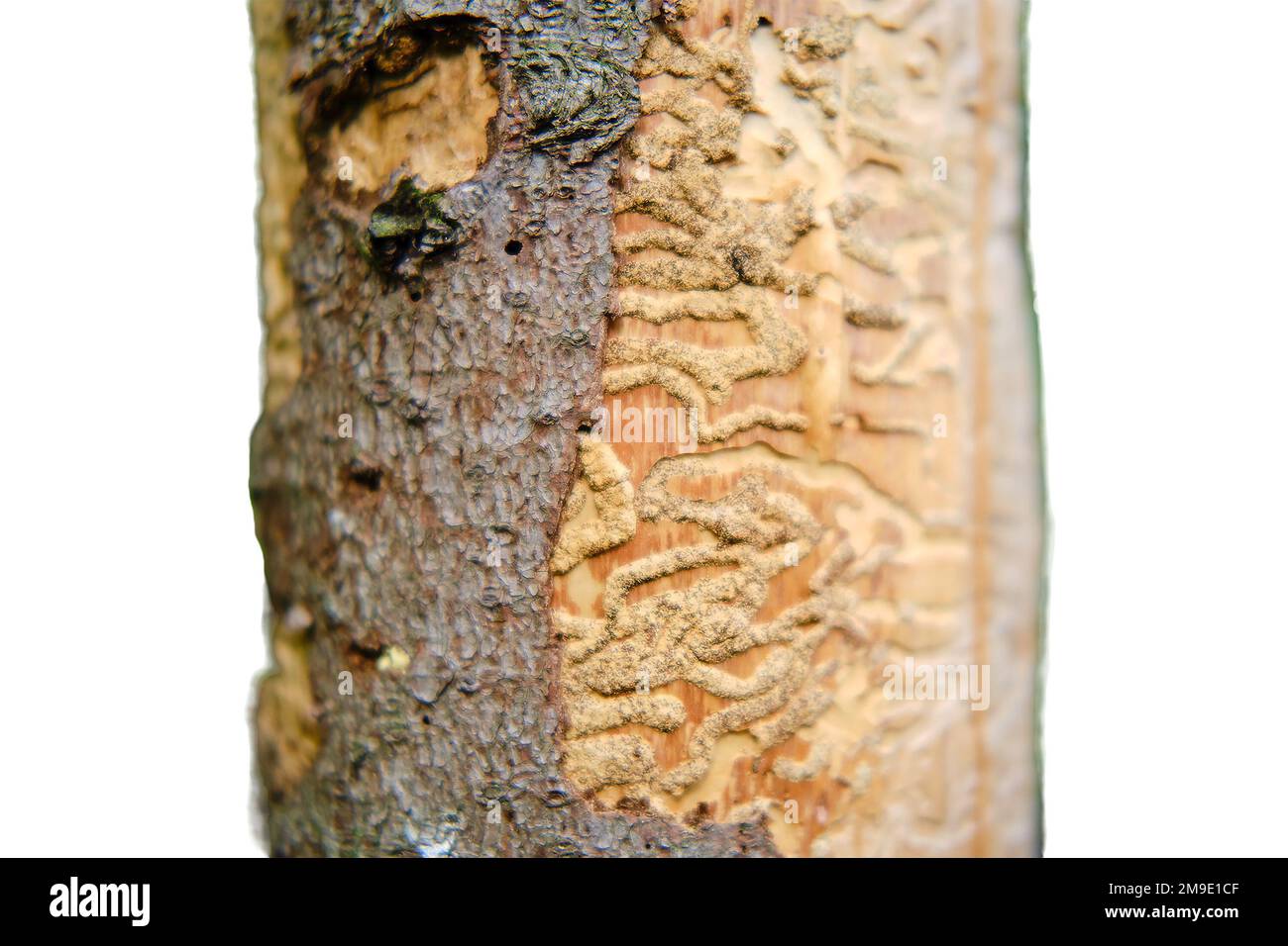 Drawing made by bark beetle on a piece of bark, isolated on a white ...