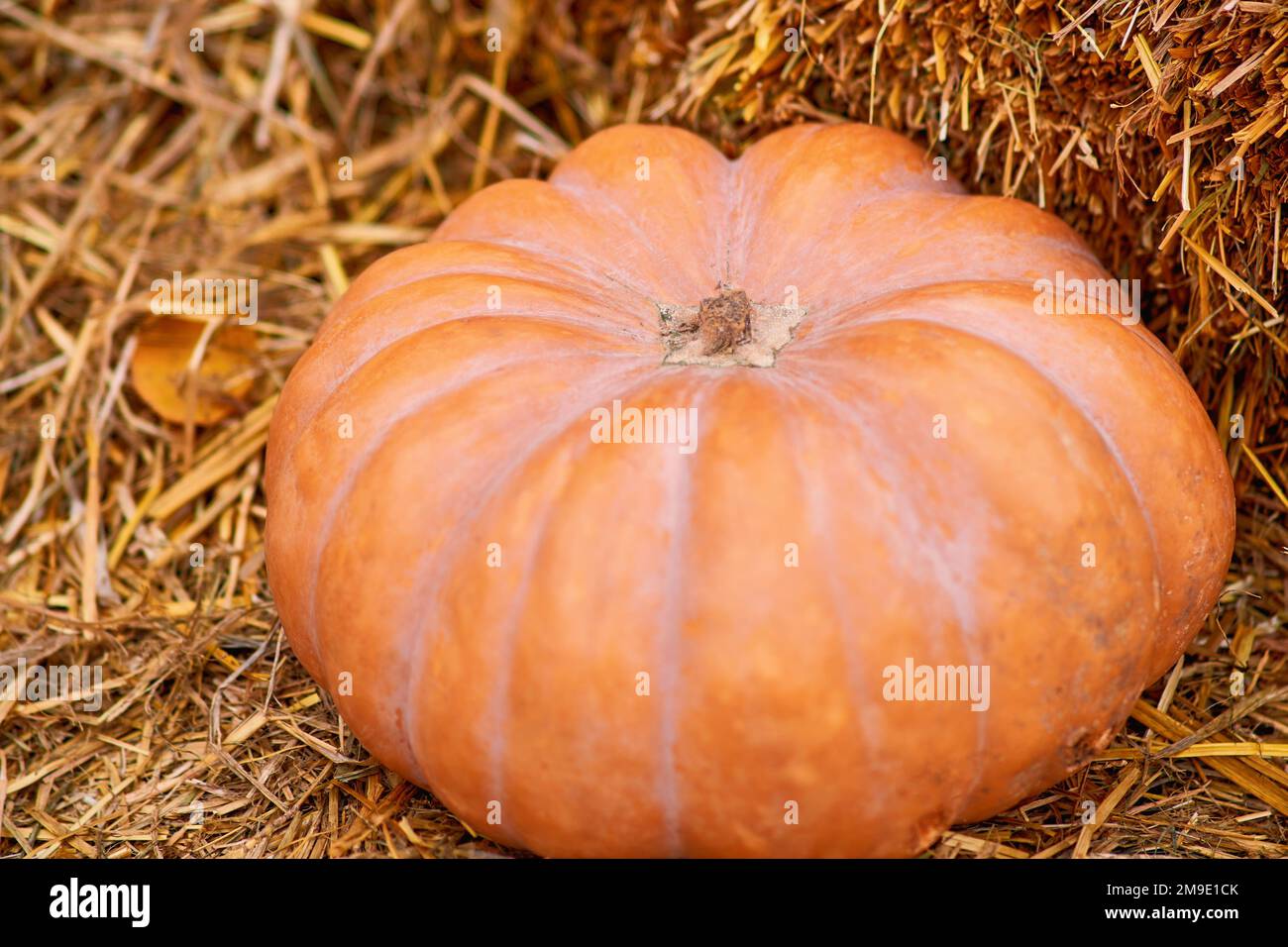 Harvest festival with autumn pumpkins and vegetables. Sale of ...