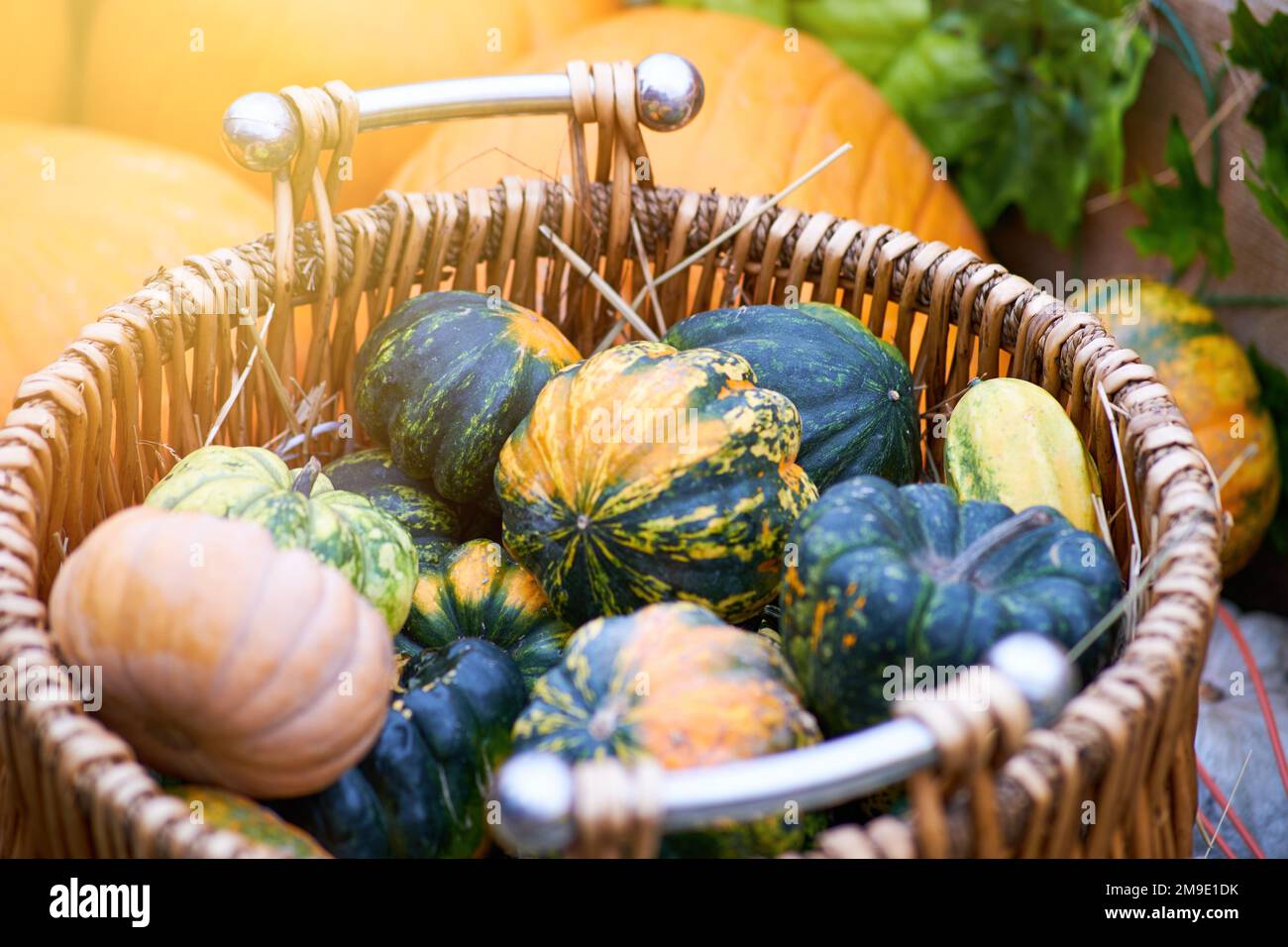 Harvest festival with autumn pumpkins and vegetables. Sale of ...