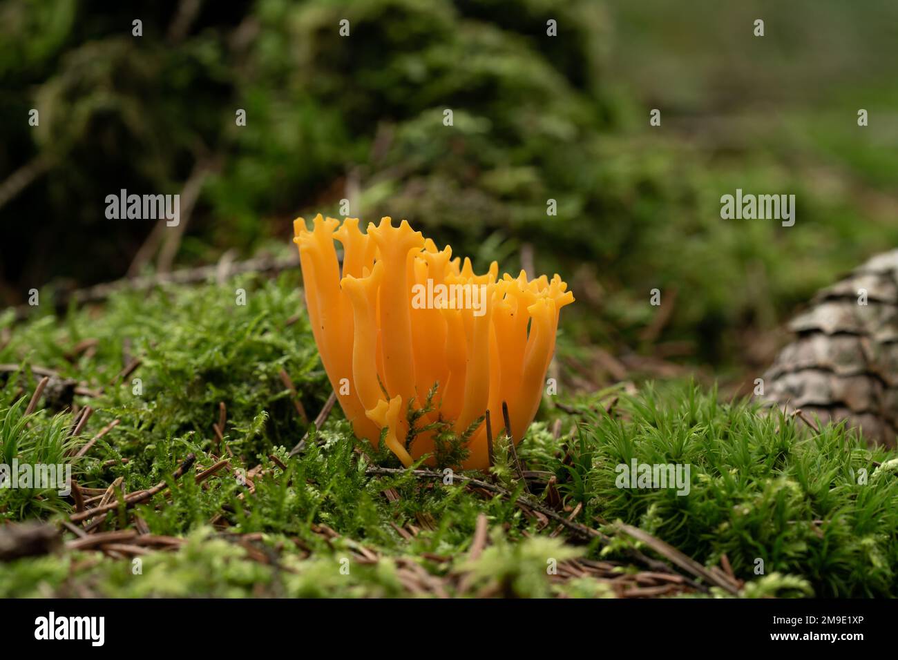 A closeup shot of Ramaria Flava vibrant yellow coral mushroom and green ...