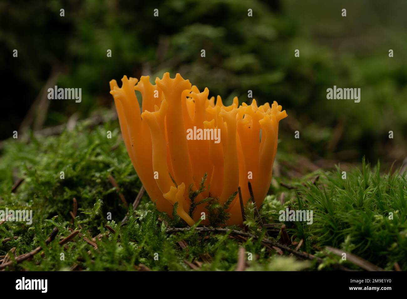 A macro shot of Ramaria Flava vibrant yellow coral mushroom and green ...