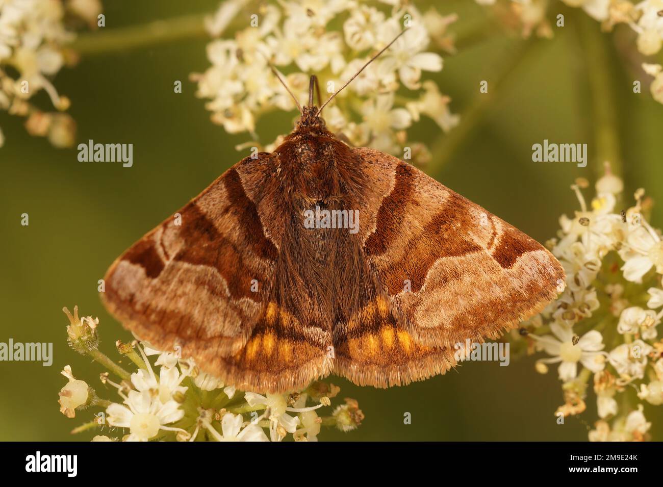 Natural closeup on a day-active brown Burnet companion moth, Euclidia ...