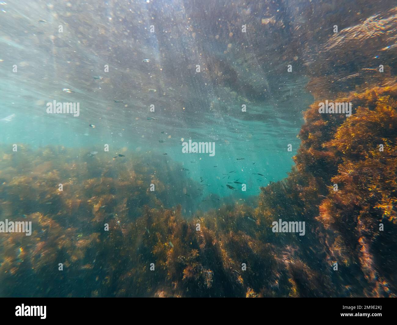 underwater world with clear blue water, deep sea algae and fishes with ...