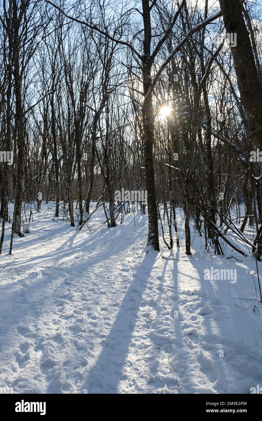 Path snow forest. Beautiful vertical winter landscape. A walk through a ...