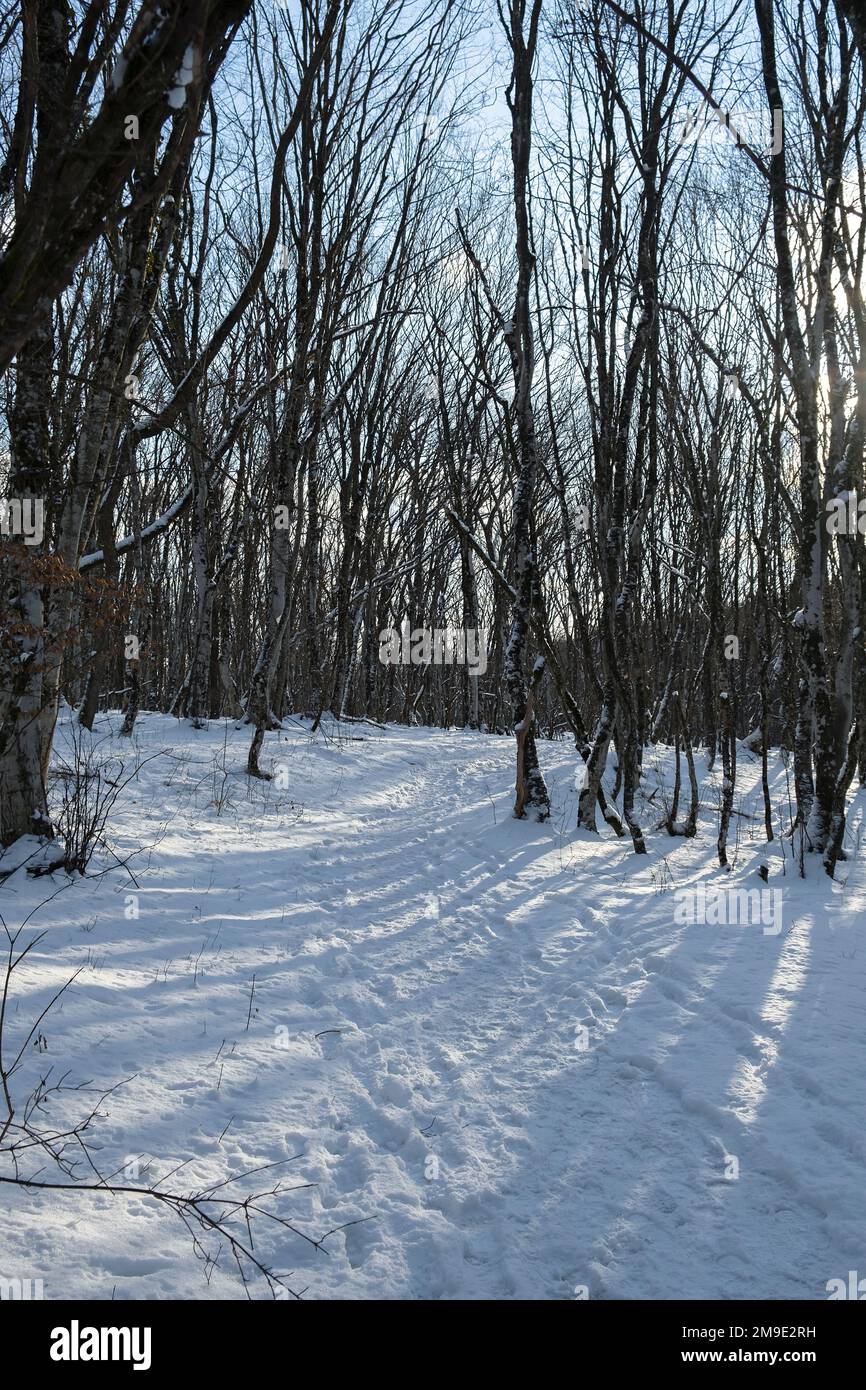 Path snow forest. Beautiful vertical winter landscape. A walk through a ...